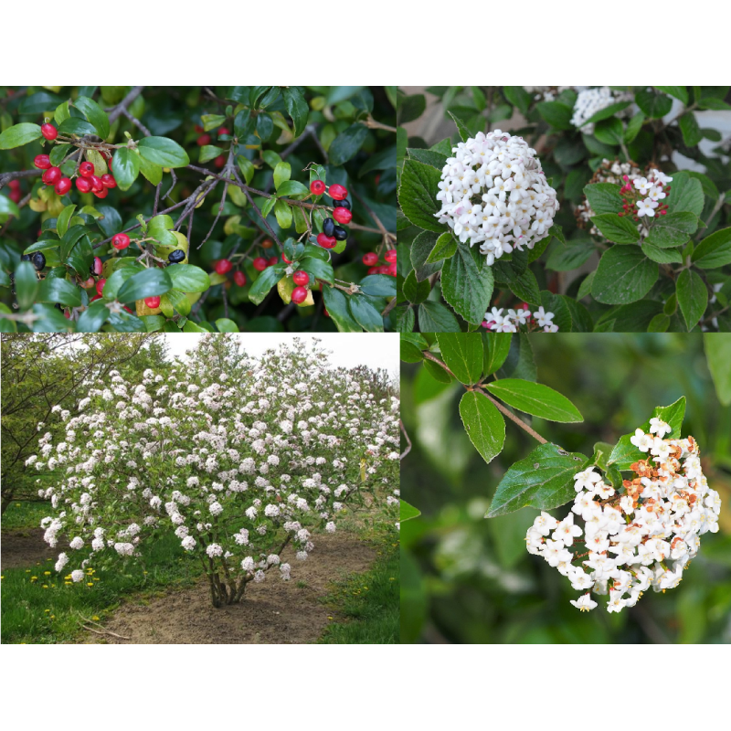 Paprastasis putinas (gulbinas) - Viburnum opulus ROSEUM Aukštis 60-80CM ...