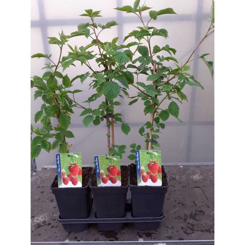 Avietės ir jų hibridai. Vasarinės ir remontantinės veislės.