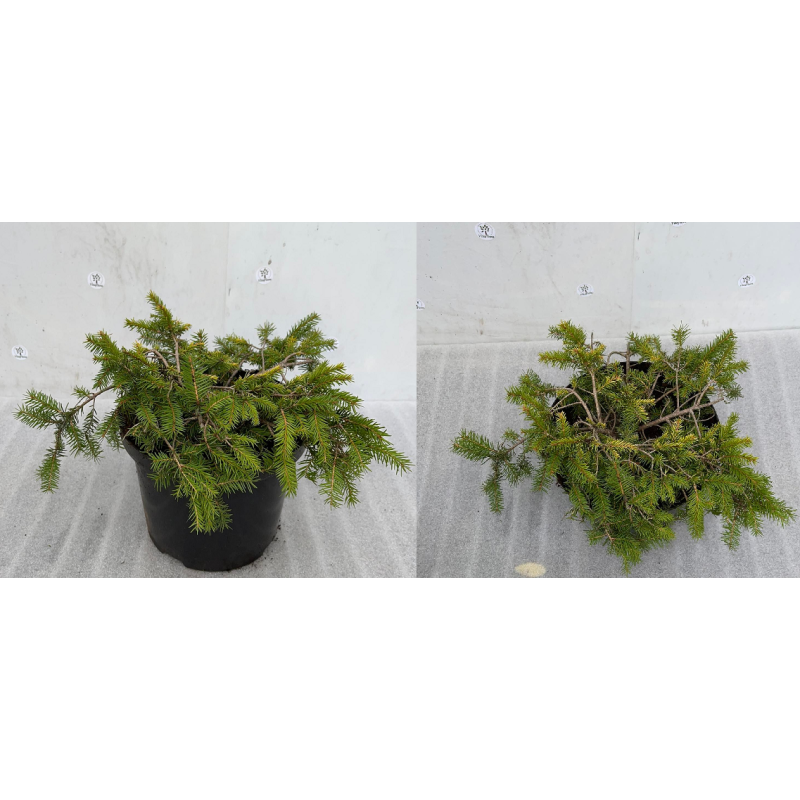 Rytinė eglė - Picea orientalis GOLDEN START Konteineris 23Ø C5