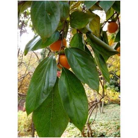 Rytinis (japoninis) juodmedis (persimonas) (sėjinukas) - Diospyros kaki ...