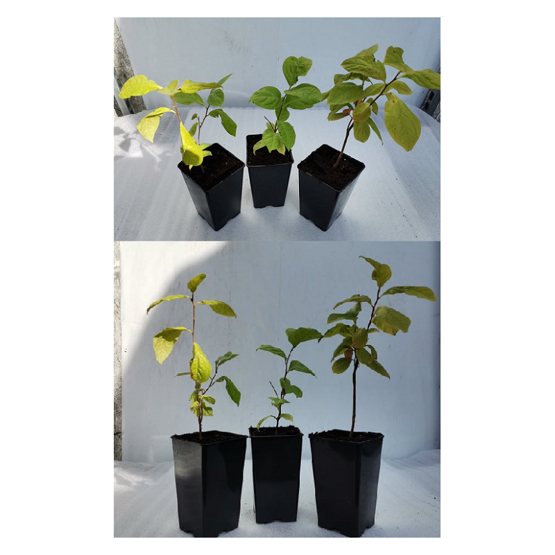 Rytinis (japoninis) juodmedis (persimonas) (sėjinukas) - Diospyros kaki ...