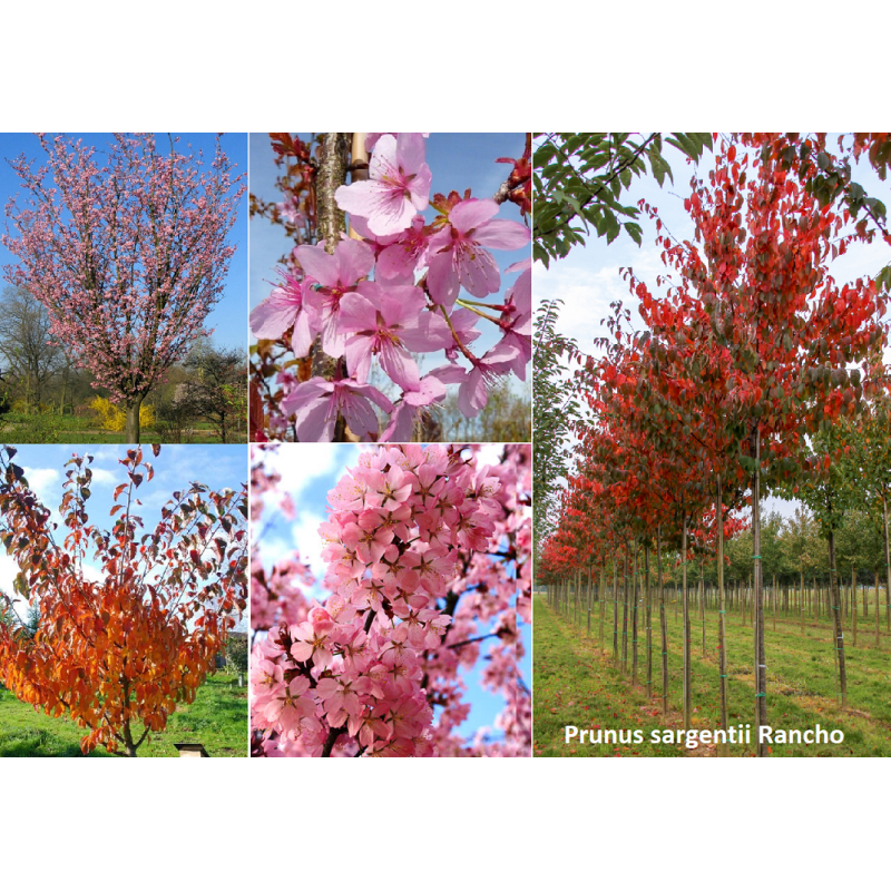 Sakurų medžiai ir sodinukai su pristatymu į namus Lietuvoje Aukštis 175 ...