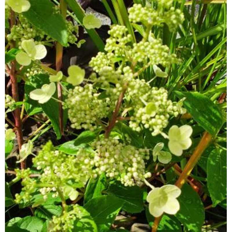 Šluotelinė hortenzija - Hydrangea paniculata MAGICAL HIMALAYA ...