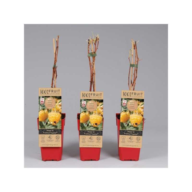 Raspberry - Rubus idaeus TWOTIMER SUGANA YELLOW Container 15 Ø