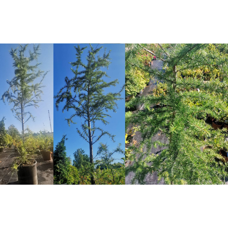 Japoninio maumedžio sodinukai su pristatymu į namus Konteineris 24Ø C6 ...