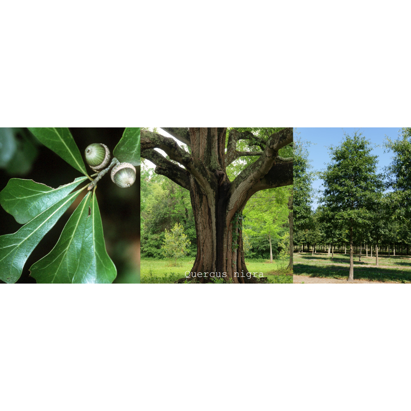 Juodasis ąžuolas - Quercus nigra Aukštis 80-100CM Konteineris C5.6 ...