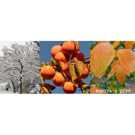 Hibridinis juodmedis (persimonas) - Diospyros virginiana x kaki NIKITA ...