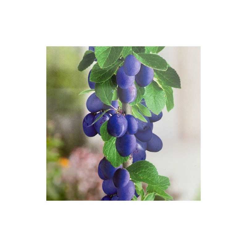 Plum - Prunus domestica FRUCA Container bare root Graft P. cerasifera ...