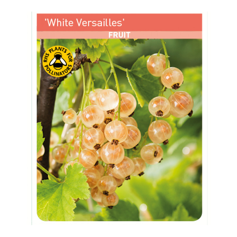 Baltieji serbentai - Ribes sativum VERSALIO BALTIEJI Konteineris P9 C0 ...