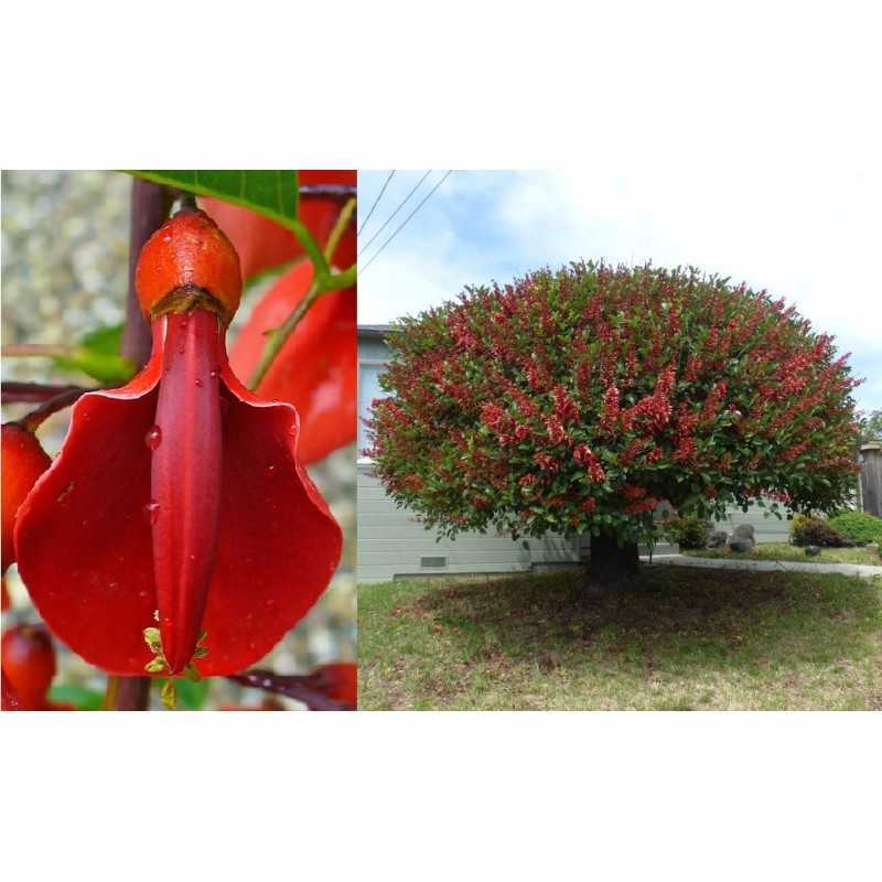 Koralinis pupelių medis (cry-baby-tree) - Erythrina crista-galli ...