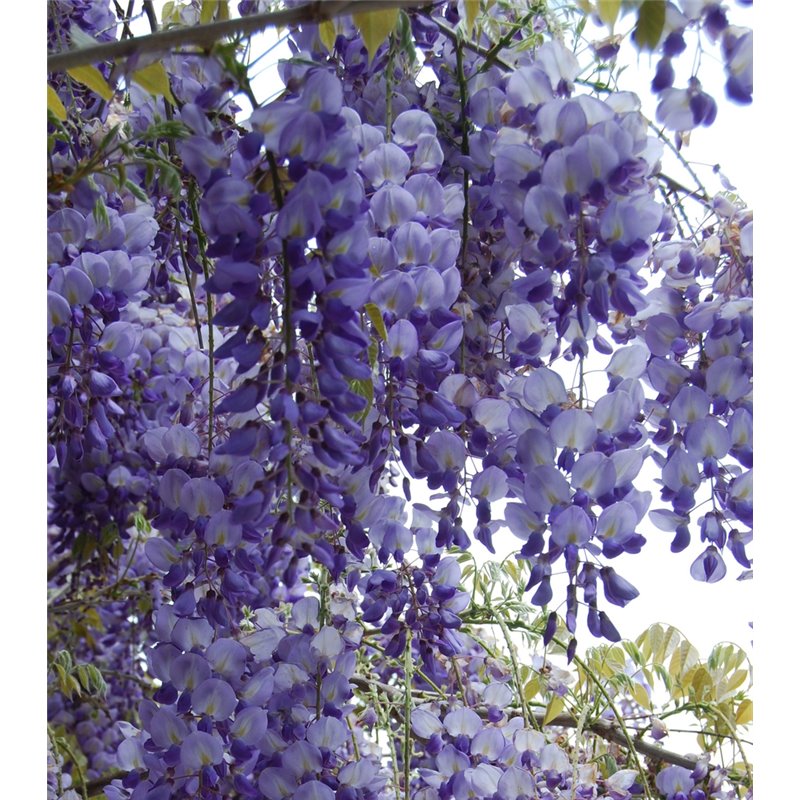 Kininė visterija - Wisteria sinensis Konteineris P9 C0.5 Vainikas 2 ...