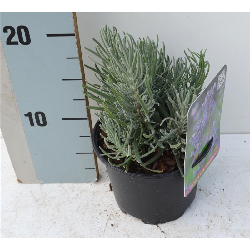 Tikroji levanda - Lavandula angustifolia DWARF BLUE Konteineris 12Ø ...