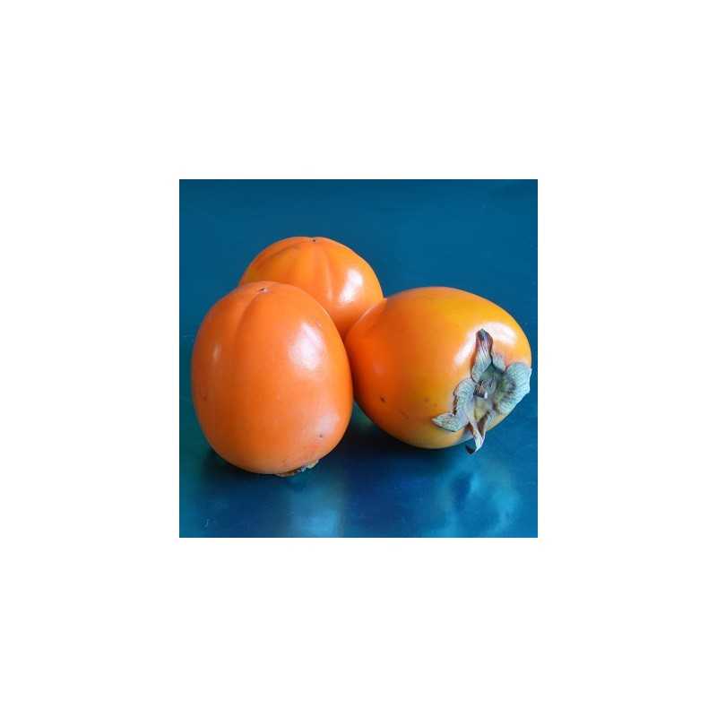 Egzotiniai augalai internetu Konteineris 24Ø C6,5 Aukštis 100-125CM ...