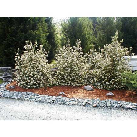 Prahos putinas - Viburnum Pragense Konteineris P9 C0.5 Vainikas 2 metai ...