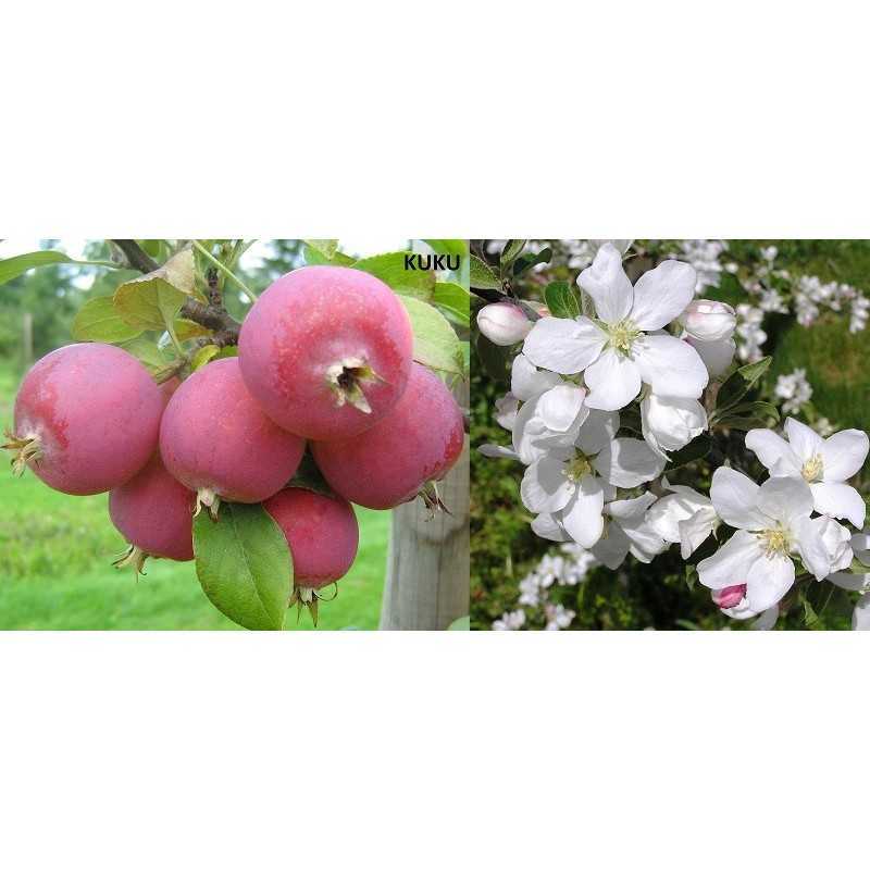 Obelų sodinukai internetu su pristatymu į namus Konteineris 21Ø C4 ...