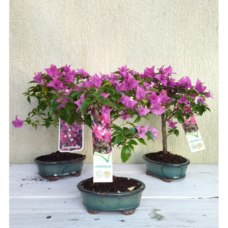 Bonsų medeliai internetu su pristatymu į namus