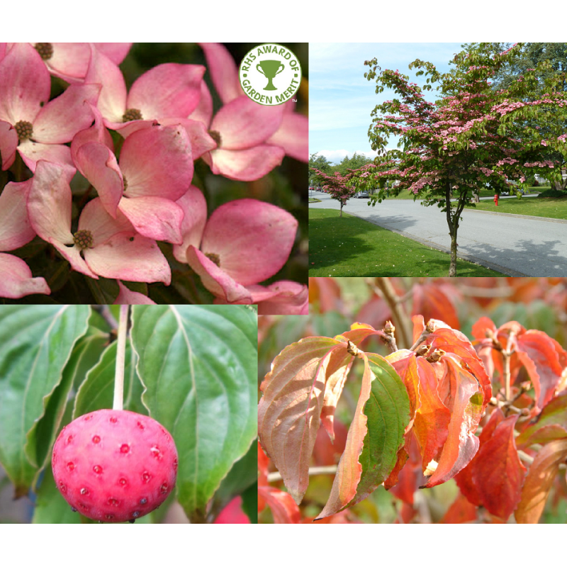 Japoninė sedula - Cornus kousa PEVE SATOMI COMPACT Aukštis 50-60CM ...
