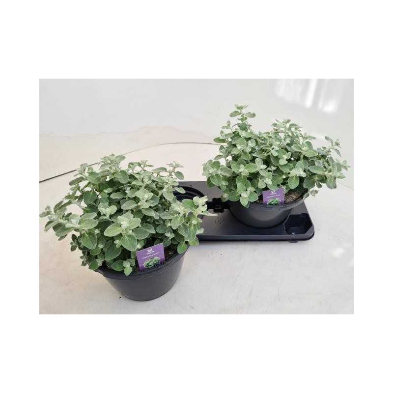 Smulkialapis šlamutis - Helichrysum microphyllum SILVER MIST ...