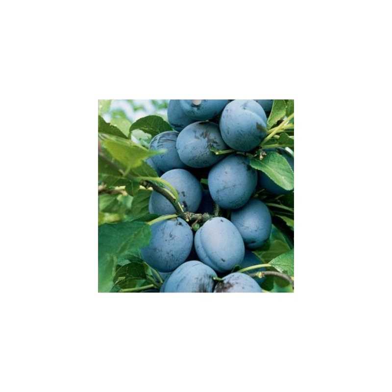 Plum - Prunus domestica FRUCA Container bare root Graft P. cerasifera ...