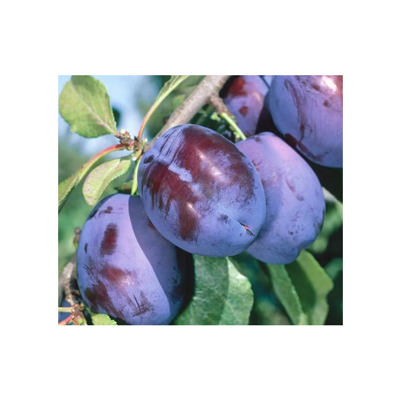 Plum - Prunus domestica FRUCA Container bare root Graft P. cerasifera ...