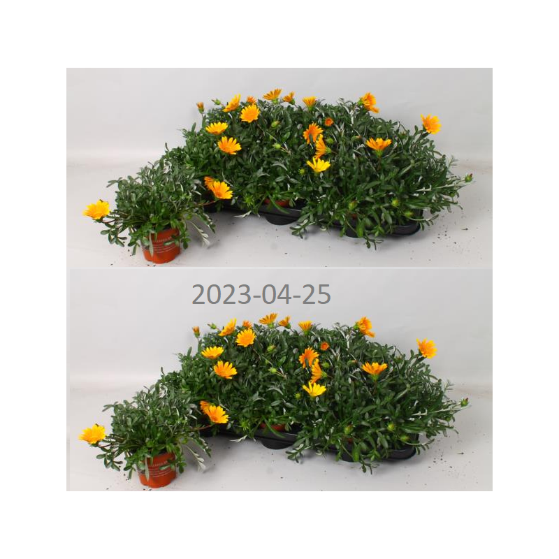 Gazanija - Gazania rigens Gelbe Jupiter Container 10.5Ø Packed x12