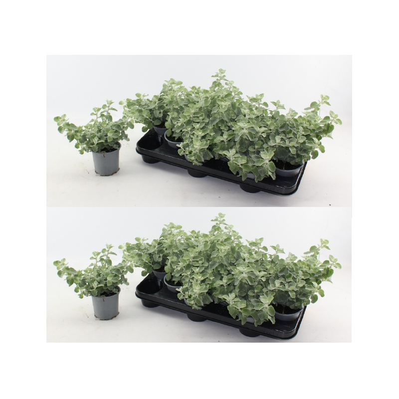 Smulkialapis šlamutis - Helichrysum microphyllum SILVER MIST ...