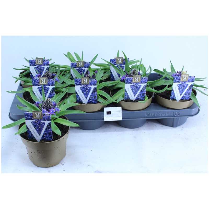 Scylė - Scilla peruviana Caribbean Jewels Sapphire Blue Konteineris 13Ø ...