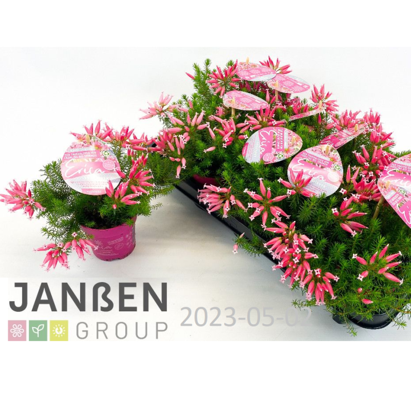 Pūstoji erika - Erica ventricosa Grandiflora Packed x10 Container 10.5Ø