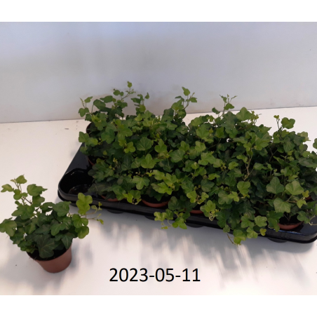 Gebenė - Hedera helix WONDER Konteineris 9Ø Aukštis 5-10CM