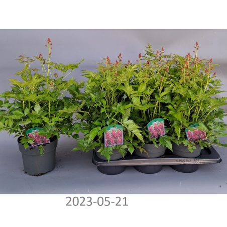 copy of Astilbė - Astilbe japonica Washington P11 balta pristatymas ...