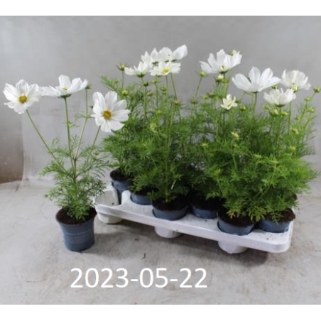 Kosmėja - Cosmos bipinnatus Sonata White Konteineris 10.5Ø Supakuota x12