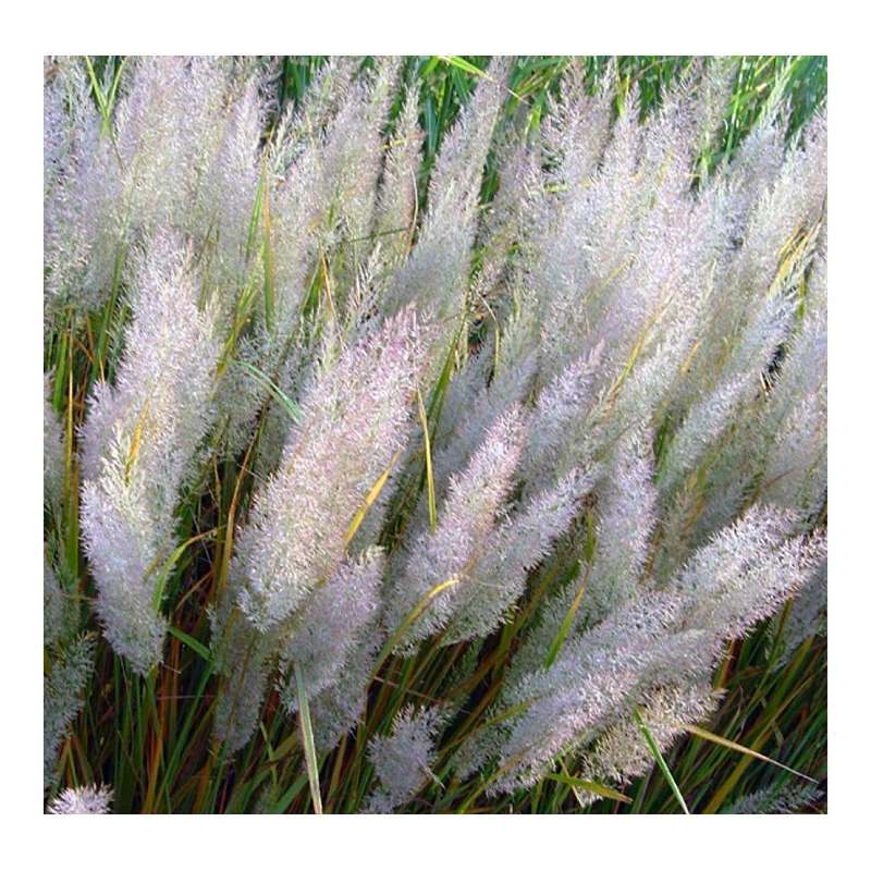 Augalai didmenomis Container 17Ø C2 Select spring delivery