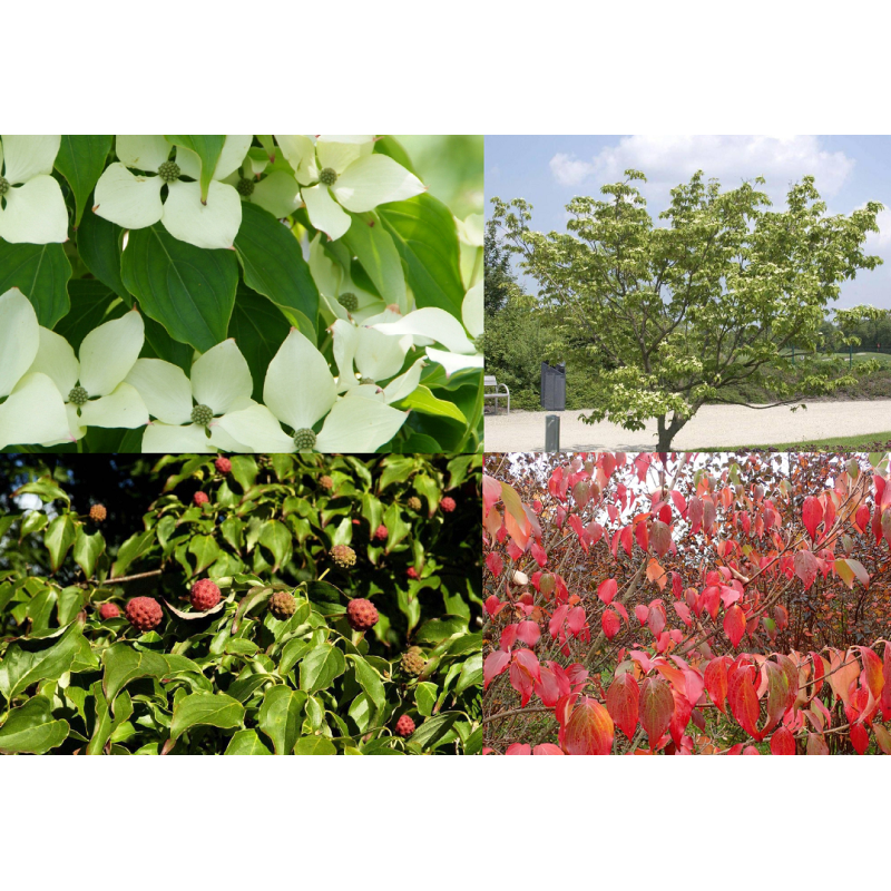 Japoninė sedula - Cornus kousa SCHMETTERLING Konteineris C20 Aukštis ...