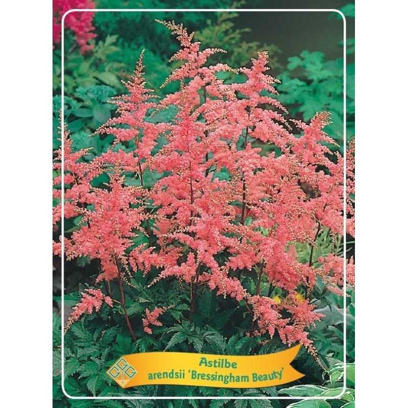 Astilbė - Astilbe Bressingham Beauty Konteineris 17Ø C2