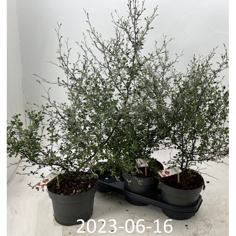 Corokia x virgata Maori Green Konteineris 19Ø C3 Supakuota x3