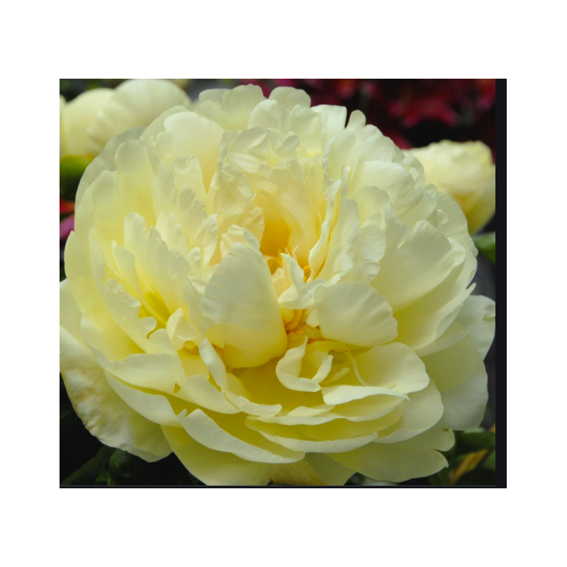 Bijūnų sodmenys internetu Container C3/C4 Select delivery according to ...