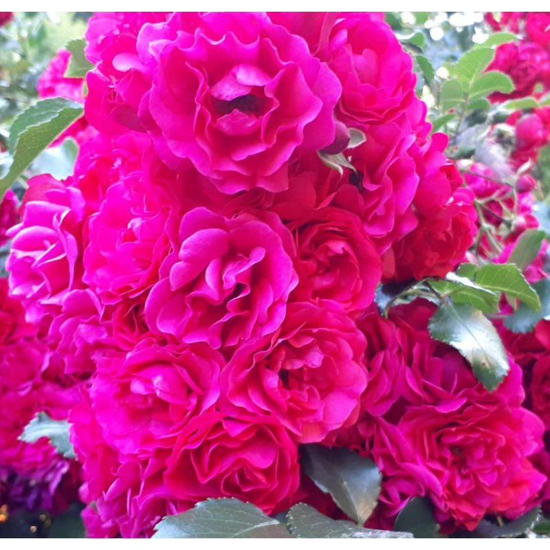 Miniatiūrinės rožės, poliantinės rožės