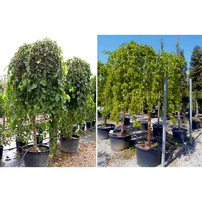 Medžiai vazonuose ir su šaknų gumulu - atsiėmimas medelyne Vitaflora ...