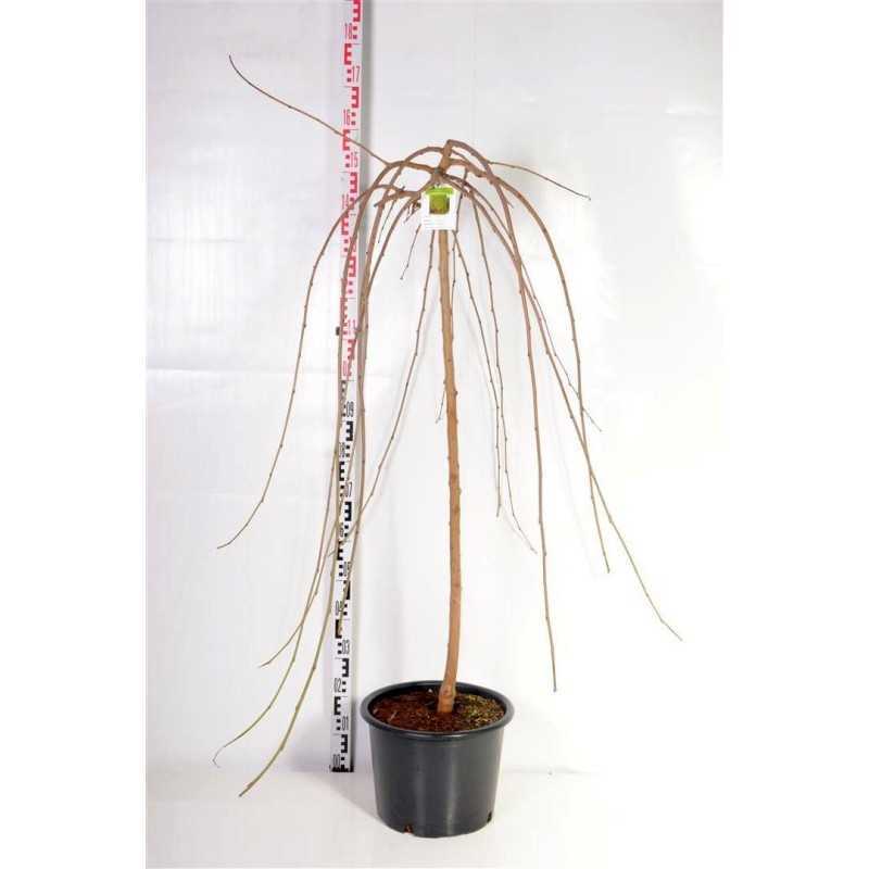 Medžiai vazonuose ir su šaknų gumulu - atsiėmimas medelyne Vitaflora ...