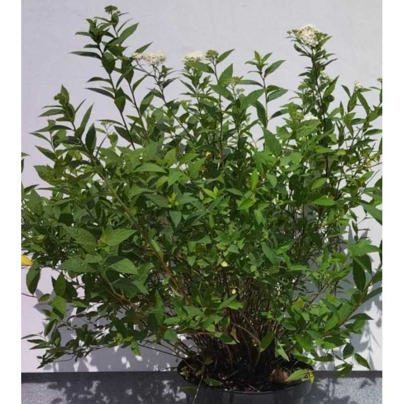 Japoninė lanksva - Spiraea japonica ALBIFLORA Konteineris 23Ø C5