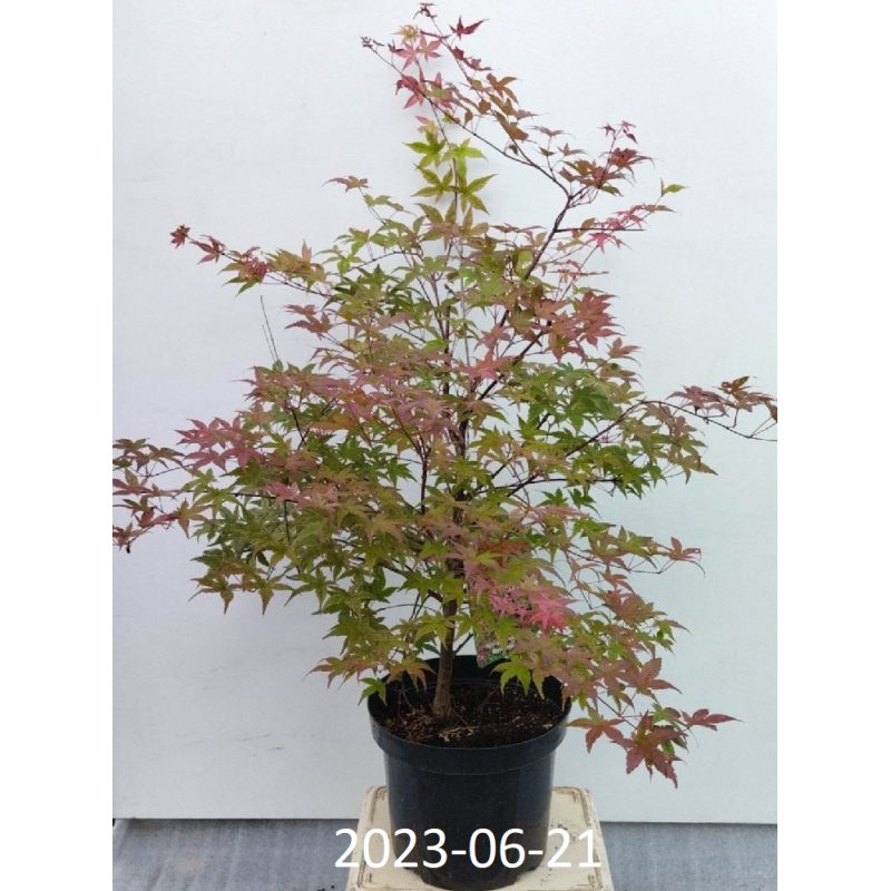 Plaštakinis klevas - Acer palmatum DESHOJO Aukštis 80-100CM Konteineris ...