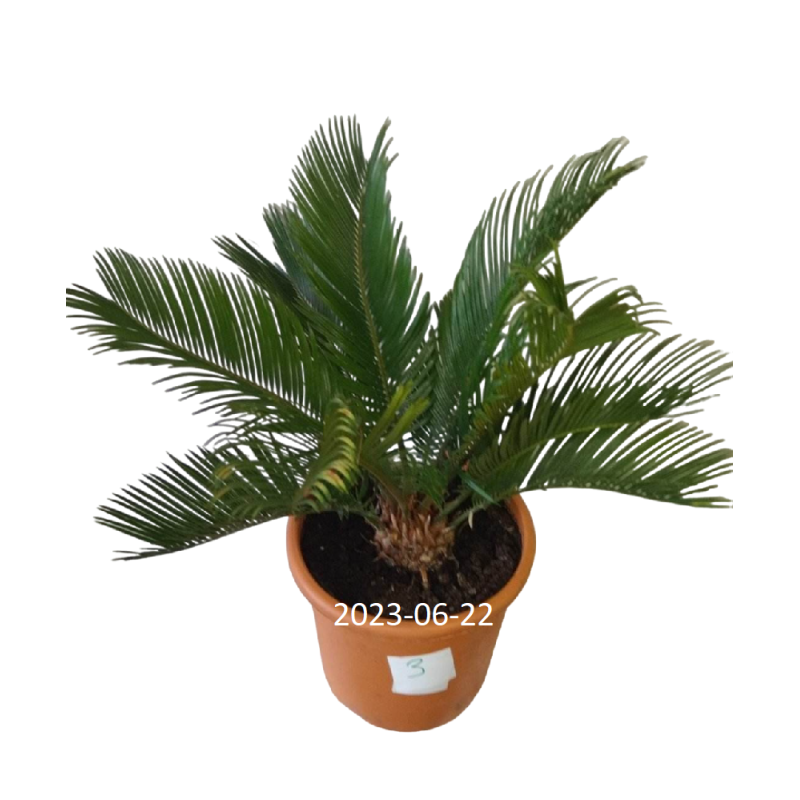 Cycas Revoluta Png