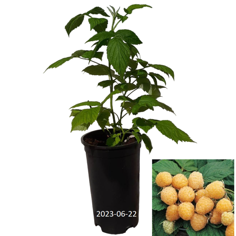 Avietės ir jų hibridai. Vasarinės ir remontantinės veislės.