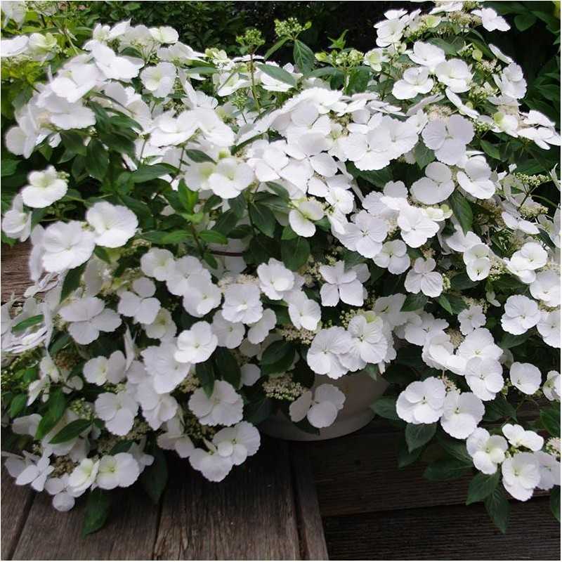 Hydrangea macrophylla RUNAWAY BRIDE® Container 19Ø C3 Select delivery ...