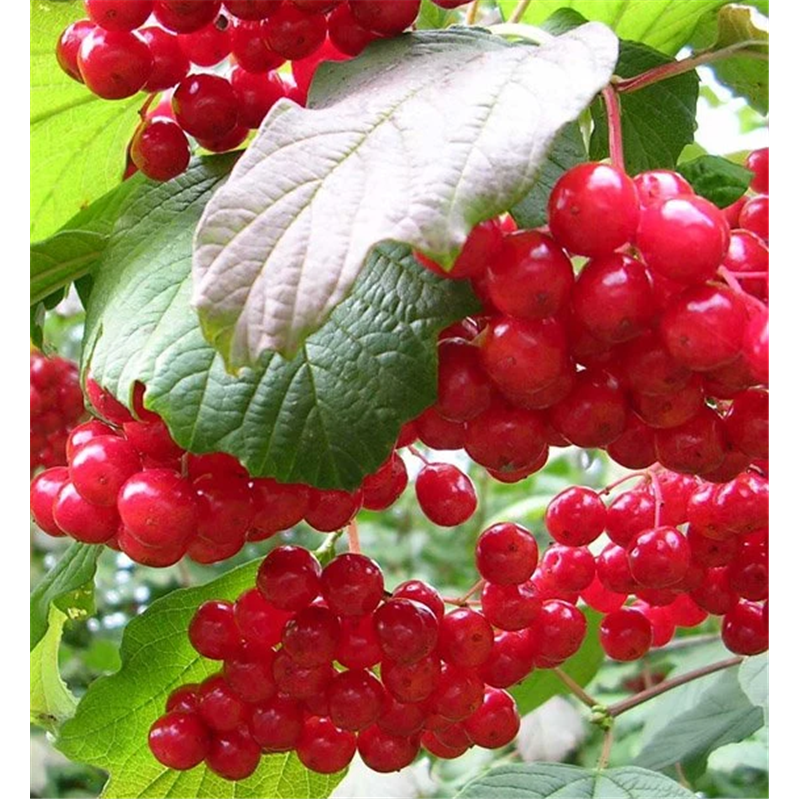 Paprastasis (sodinis, kultūrinis) putinas - Viburnum opulus OTBORNAJA ...