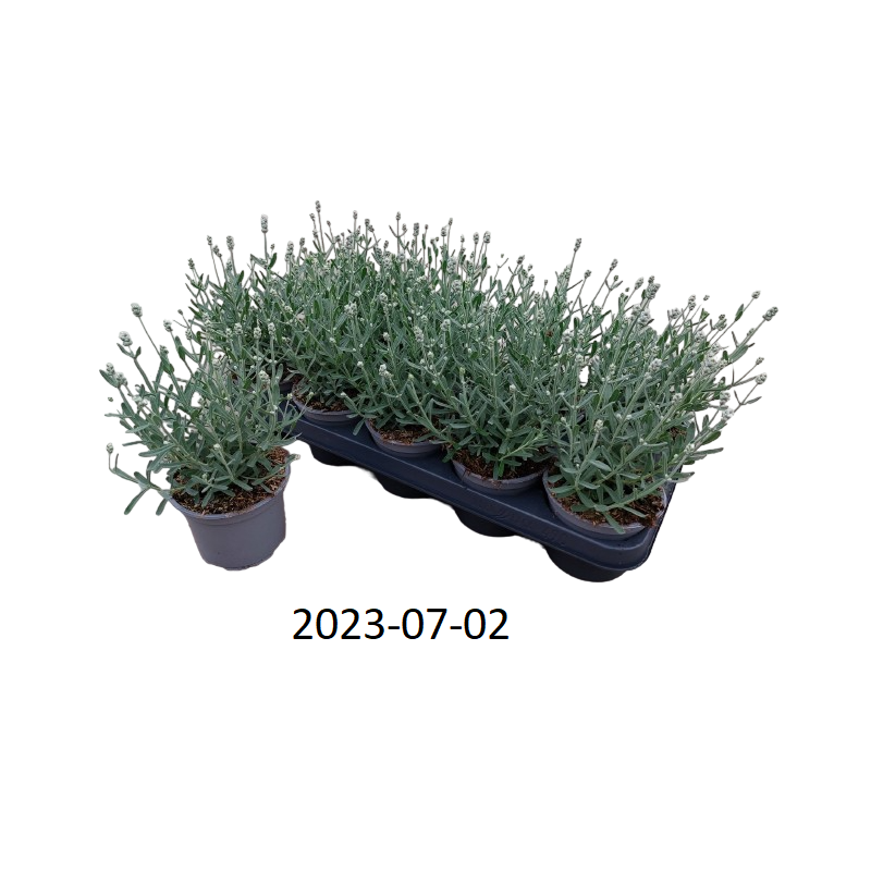 Tikroji levanda - Lavandula angustifolia ARDECHE BLUE Supakuota x12 ...