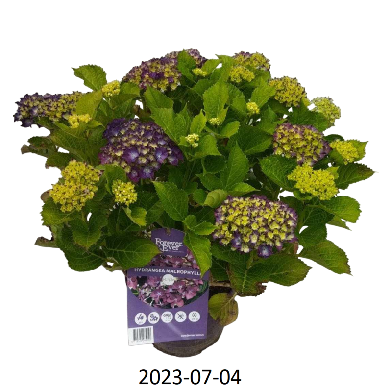Hydrangea FOREVER & EVER ® PURPLE Height 30-40CM Container 23Ø C5