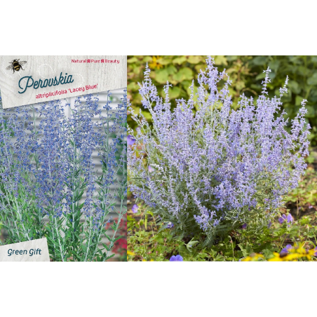 Perovskia atriplicifolia Lacey Blue Container 17Ø C2 Packed x6