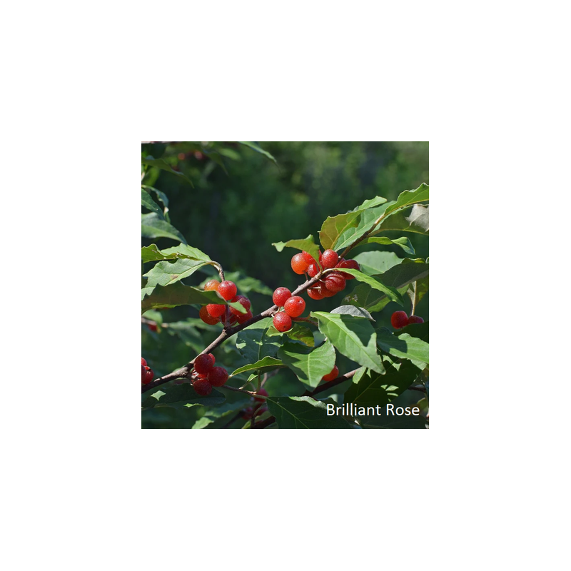 Skėtinis žilakrūmis - Elaeagnus umbellata BRILLIANT ROSE Konteineris P9 ...