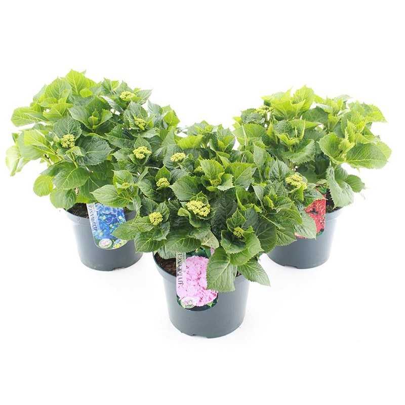 Darželinė hortenzija - Hydrangea macrophylla ENDLESS SUMMER® PINK ...